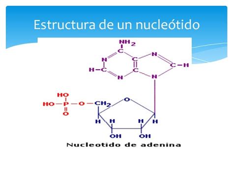 Composicion Quimica De Los Acidos Nucleicos Chefli