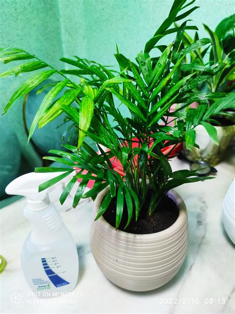 ПАЛМА цэцэг цөөн тоогоор худалдаална Дугуй гоёмсог ваарт 90 000₮ Өндөр цагаан ваарт 150 000