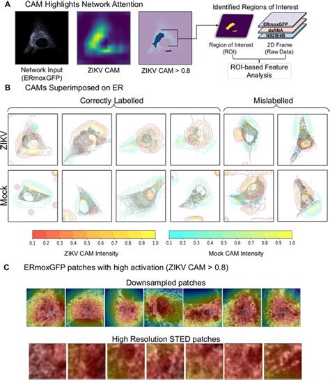Class Activation Mapping For Region Of Interest Based Feature Analysis Download Scientific