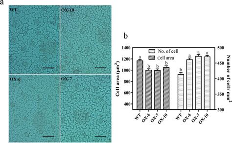Area And Number Of Epidermal Cells Between The Third Leaves Of The