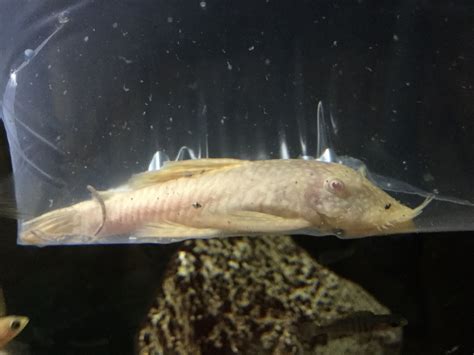 How Do You Sex Albino Bristlenose Plecos Fish Forum