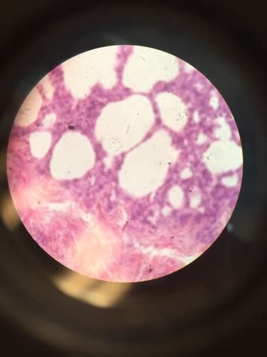 Microscope Tissues Flashcards Quizlet