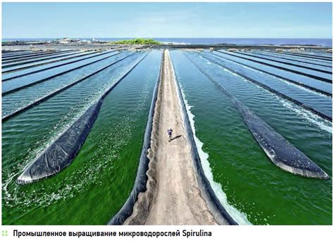 Значение Вида Водоросли Спирулина – Telegraph