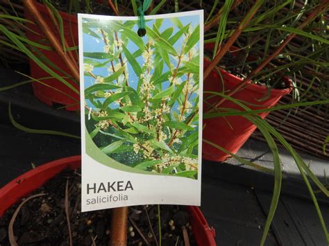 Willow Leaf Hakea Hakea Salicifolia Green And Gold Natives
