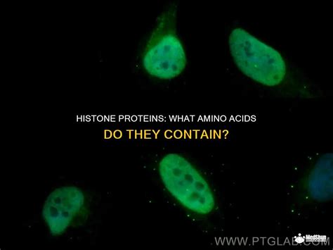 Histone Proteins What Amino Acids Do They Contain Medshun