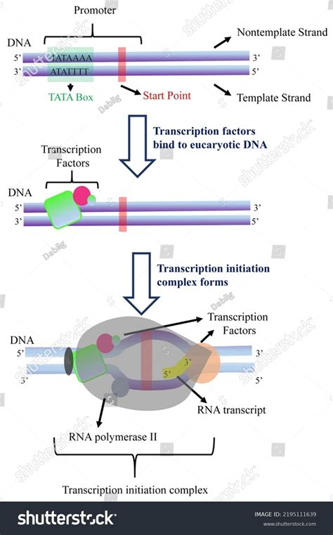 Illustration Eukaryotic Transccription Initiation Stock Illustration 2195111639 Shutterstock