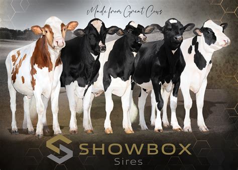Stgenetics Stgeneticss Type Power Our Elite Type Sires Are