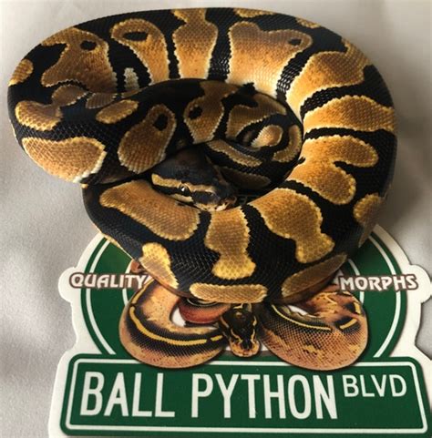 orange dream het clown ball python by ballpythonblvd