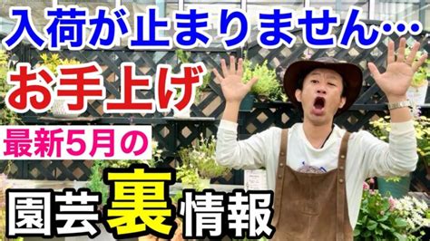 【この植物に注意】5月買っておかないと損する植物教えます 【カーメン君】【園芸】【ガーデニング】【初心者】 │ Room Tour 18