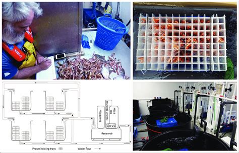 Clockwise From Top Left Sampling The Catch From The Sorting Table Download Scientific Diagram