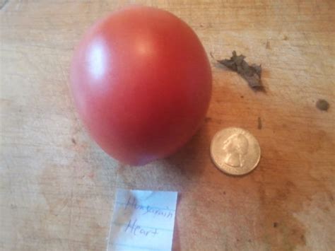 Hungarain Heart Bounty Hunter Seeds Rare Heirloom Tomato Seeds