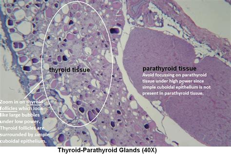 Simple Cuboidal Epithelial Tissue Histology Slides