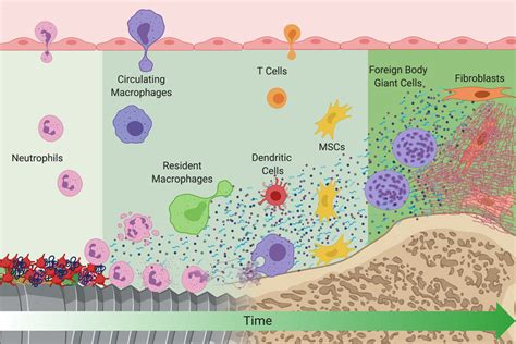 a schematic of events that take place at the biomaterial host interface