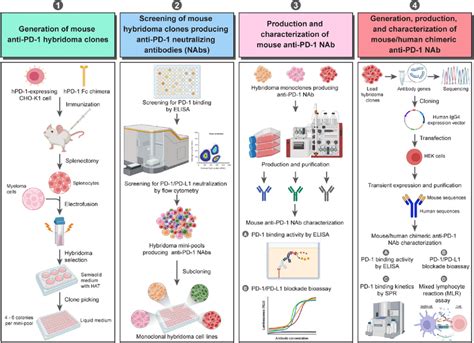 Workflow Of The Generation Screening And Characterization Of The