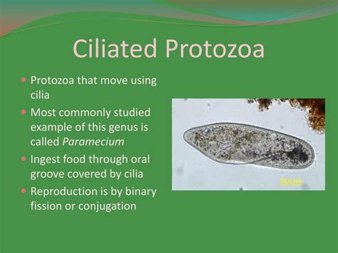 Ppt Protista Powerpoint Presentation Free Download Id2189615