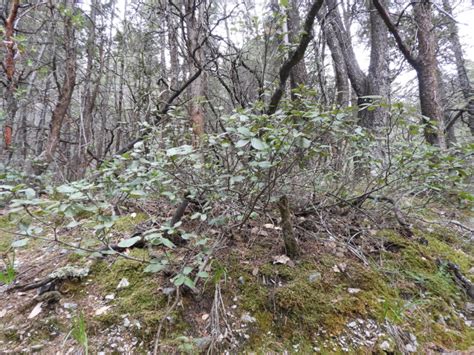 Conserving The Threatened Tree Species Of Zapalinamé Reserve