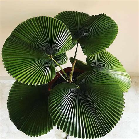 How To Grow And Care For Licuala Grandis
