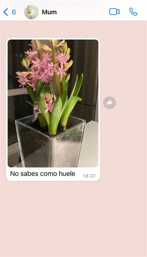 Herencias En Forma De Naranja Velas Y Jacintos