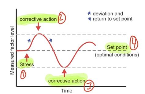 Lec 41 Homeostasis Autonomic Reflexes Flashcards Quizlet