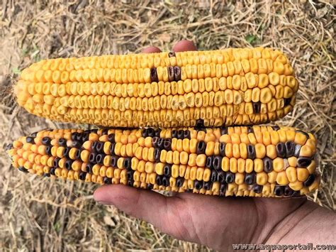 Xénie Définition Et Explications