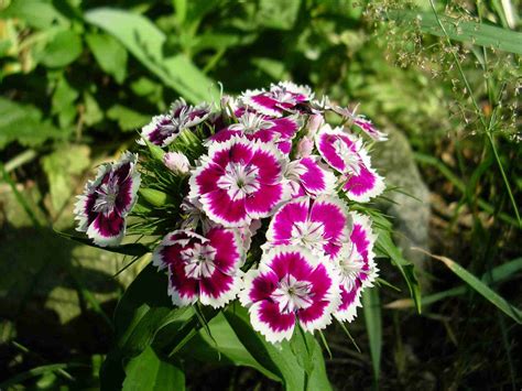 Гвоздика китайская на клумбе (72 фото) » НА ДАЧЕ ФОТО