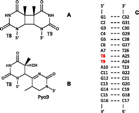 Pdf Conformational Polymorphism Or Structural Invariance In Dna