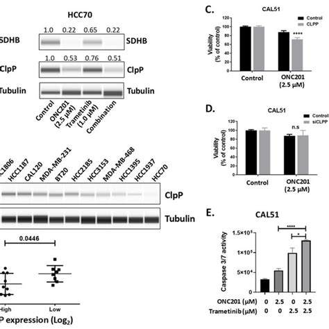 Assessment Of The Known Direct Targets Of Onc201 Sdhb And Clpp In