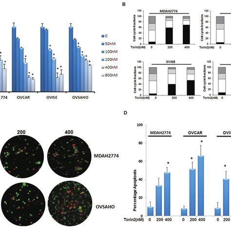 Torin2 Treatment Inhibits Cell Viability And Induces Apoptosis In Eoc