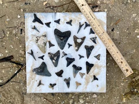 Venice Shark Teeth Types Snaggle Tooth Shark Teeth Found At Venice