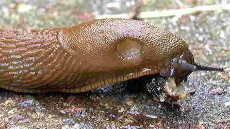 Як позбутись слимаків та равликів в саду найдієвіші і найпростіші методи Zaxid Net