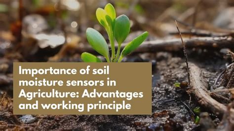 Importance Of Soil Moisture Sensors In Agriculture