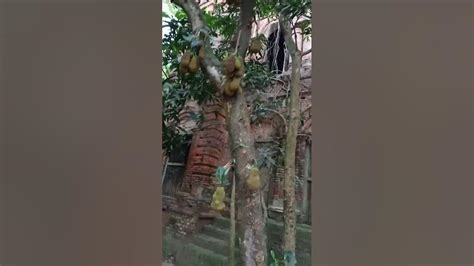 ৩০০ বছর আগের জমিদার বাড়ি দেখে নিন। আপনারা সকলে আমার ইউটিউব চ্যানেলটা সাবস্ক্রাইব করে দিবেন