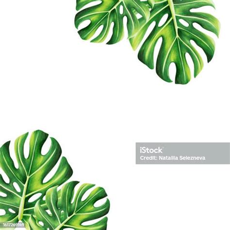 흰색 배경에 고립된 몬스테라의 사실적인 열대 삽화가 있는 수채화 프레임 꽃무늬 요소가 있는 아름다운 식물 손으로 그린 로고 디자이너 스파 장식 엽서 결혼식 인사말 배경 화면