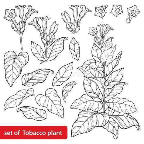 Tabaco Ilustraciones Stock Vectores Y Clipart 24 876 Ilustraciones