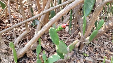 Ban Amphur Beach The Best Beach In Pattaya Pattaya