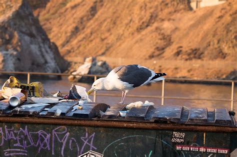 갈매기 플라스틱 쓰레기 Pixabay의 무료 사진 Pixabay