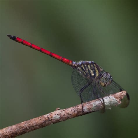 Scarlet Grenadier Lathrecista Asiatica Biodiversity And Environment