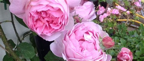 Constance Spry David Austins First Rose Storyteller Garden