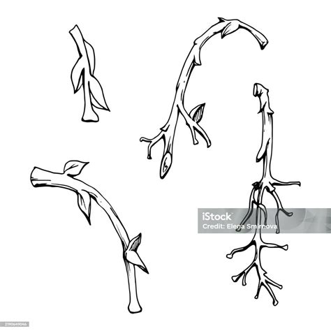 나무 베리 또는 덤불 가지 나뭇 가지 이른 봄 늦가을 또는 겨울 식물 줄기 새싹 잉크 벡터로 그린 손 고립 된 식물 그림입니다