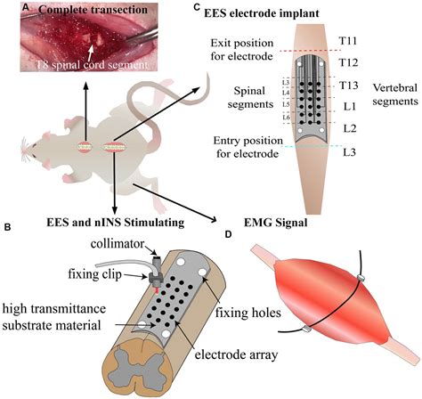 Frontiers Epidural Combined Optical And Electrical Stimulation Induces High Specificity