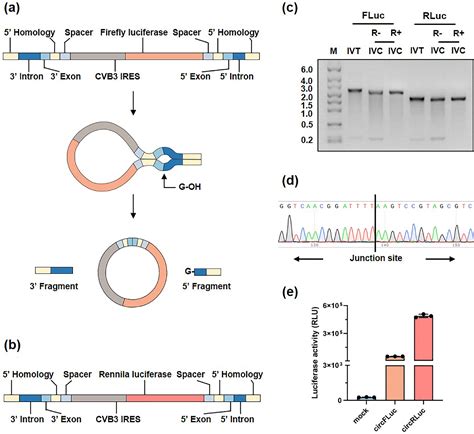 figure 1 from modulating mirna binding sites within circrna for