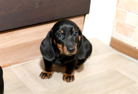 취향 갈린다는 강아지 종류