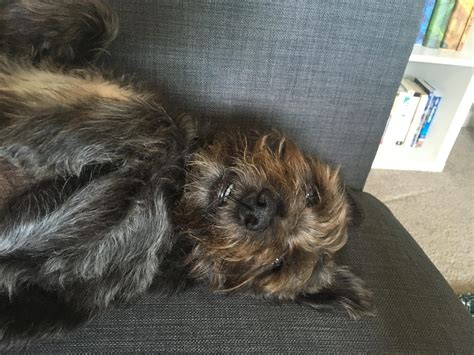 Walter Showing Off The Teefs Scrolller