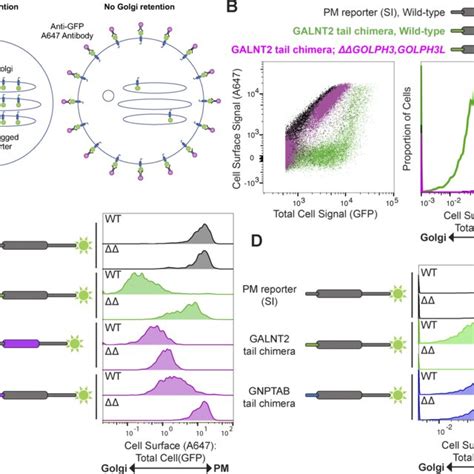 a quantitative golgi retention assay to interrogate sorting signals and