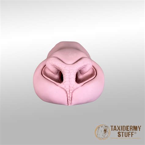 Ibex Nose L Size Taxidermystuffeu