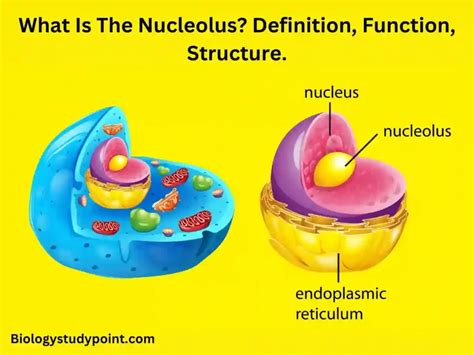 What Is The Function Of Nucleolus Definition Structure 2025