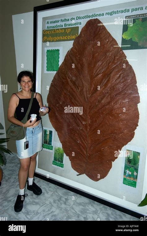 Dicot Leaf