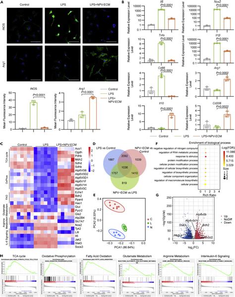 A Natural Extracellular Matrix Hydrogel Through Selective Nutrient Restriction For