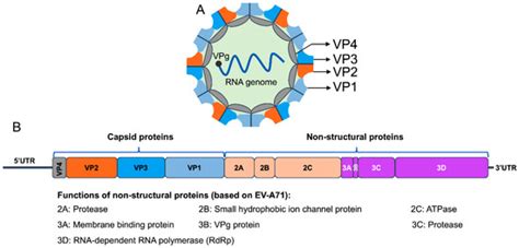 Epidemiology Of Enterovirus Genotypes In Association With Human Diseases