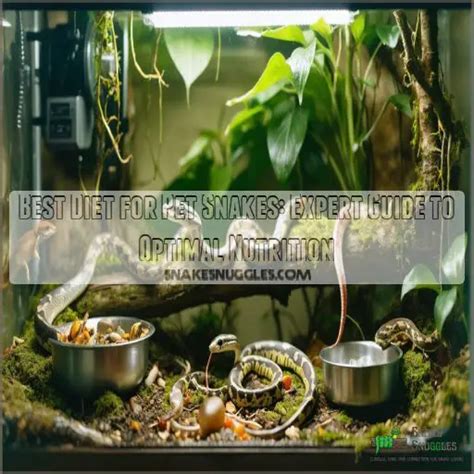 Best Diet For Pet Snakes Expert Guide To Optimal Nutrition